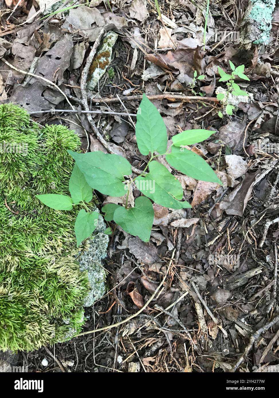 Virginia snakeroot (Aristolochia serpentaria Stock Photo - Alamy