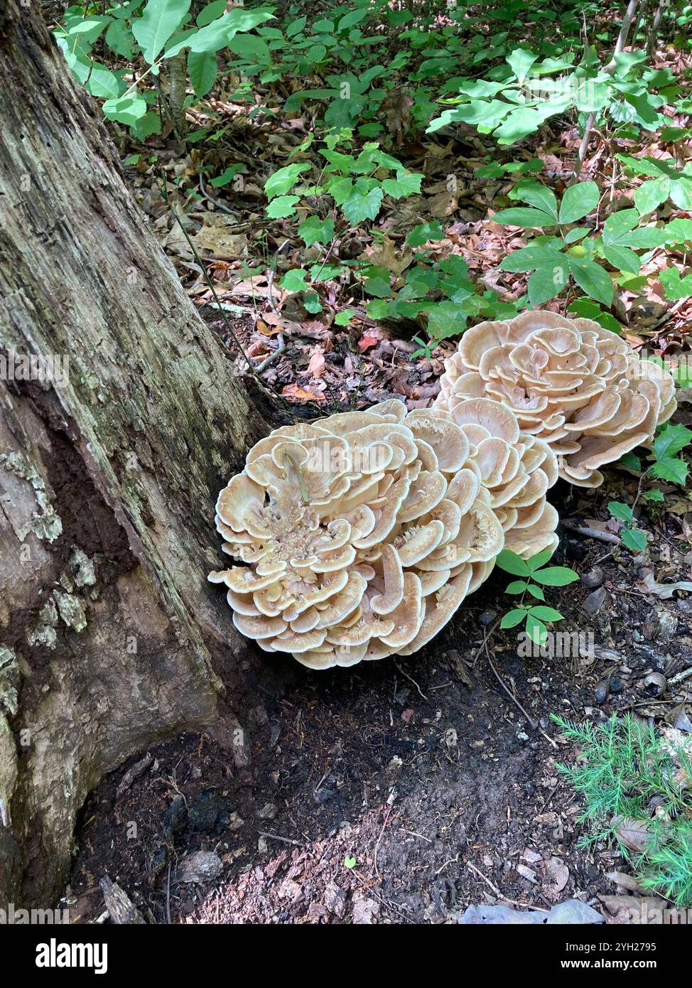 Black-staining Polypore (Meripilus sumstinei Stock Photo - Alamy