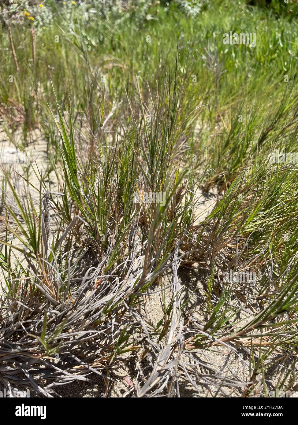 Saltgrass (Distichlis spicata Stock Photo - Alamy
