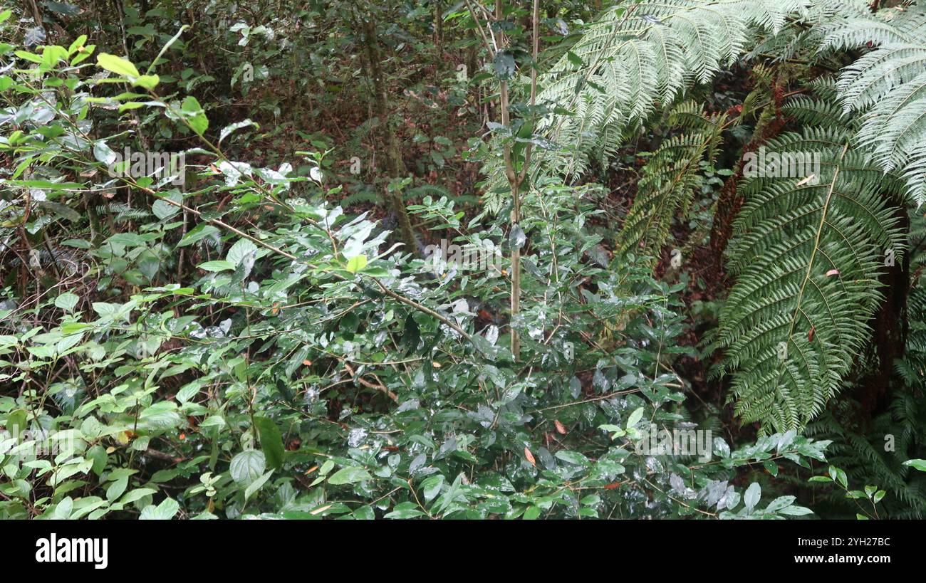 Common Cape Holly (Ilex mitis mitis Stock Photo - Alamy
