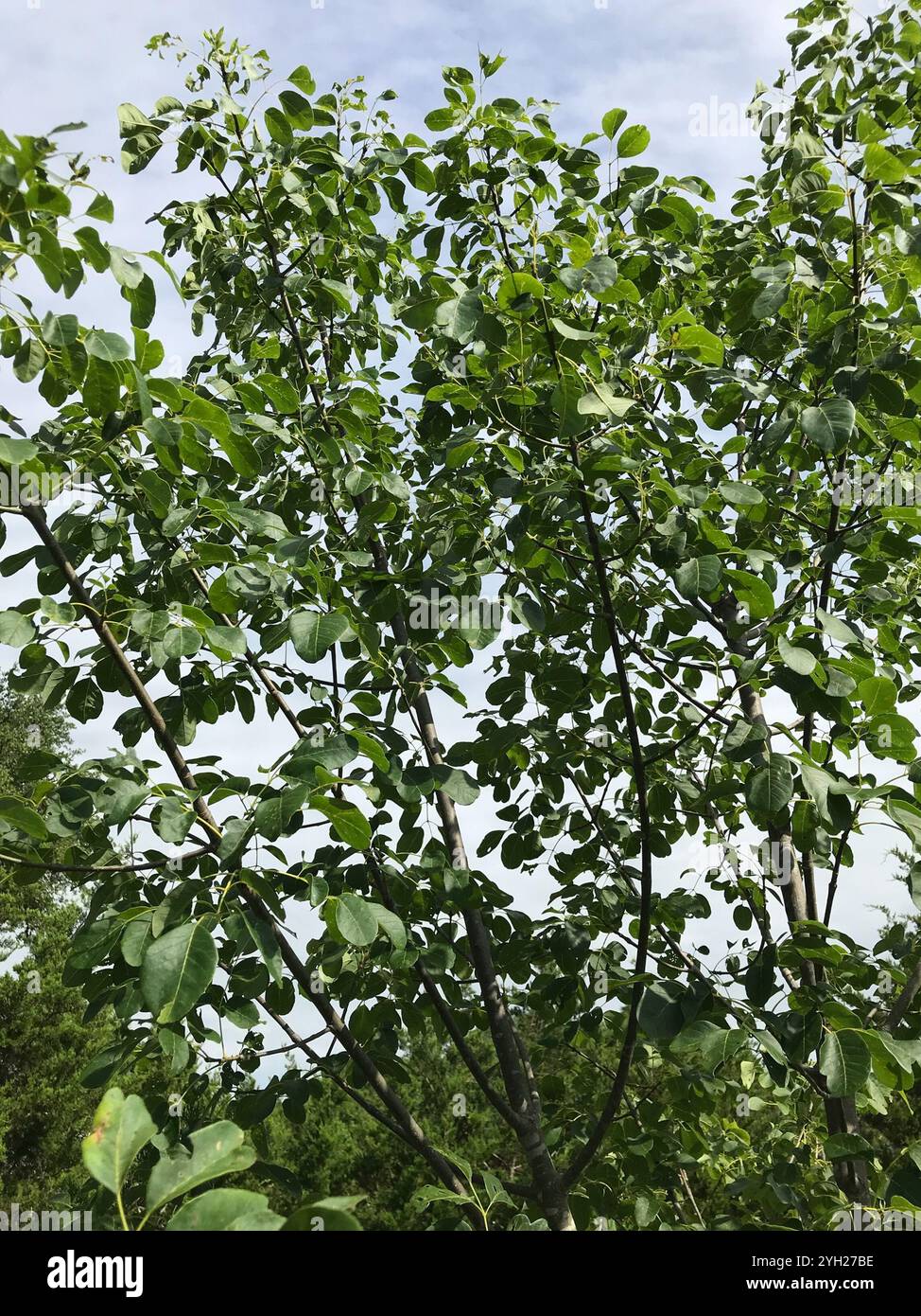Texas ash (Fraxinus albicans Stock Photo - Alamy