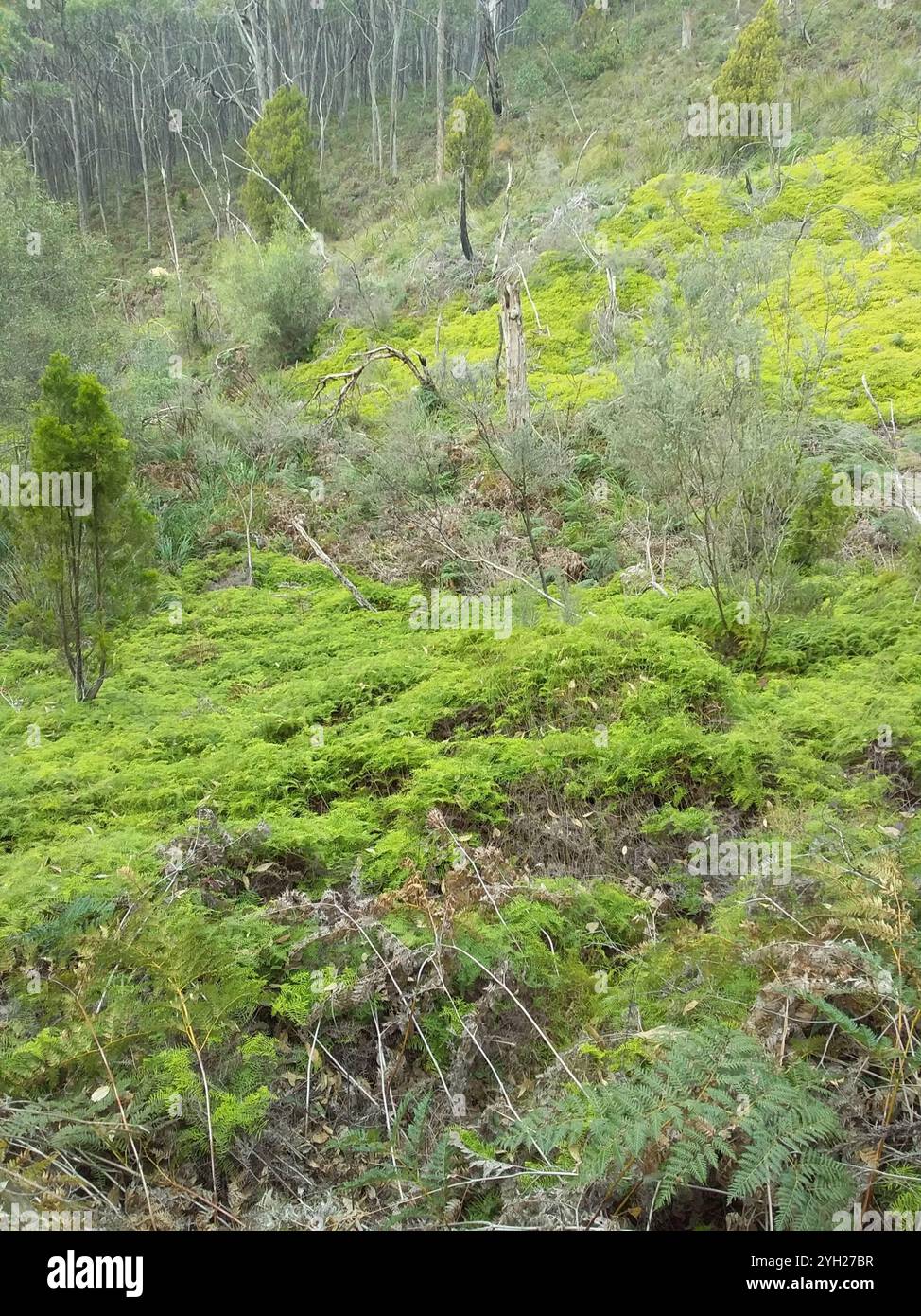 scrambling coral-fern (Gleichenia microphylla Stock Photo - Alamy