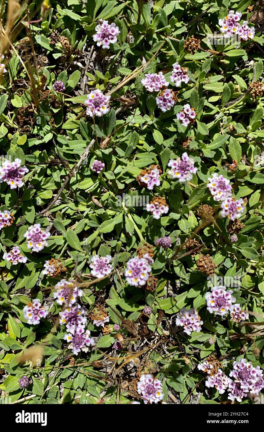 turkey tangle frogfruit (Phyla nodiflora Stock Photo - Alamy
