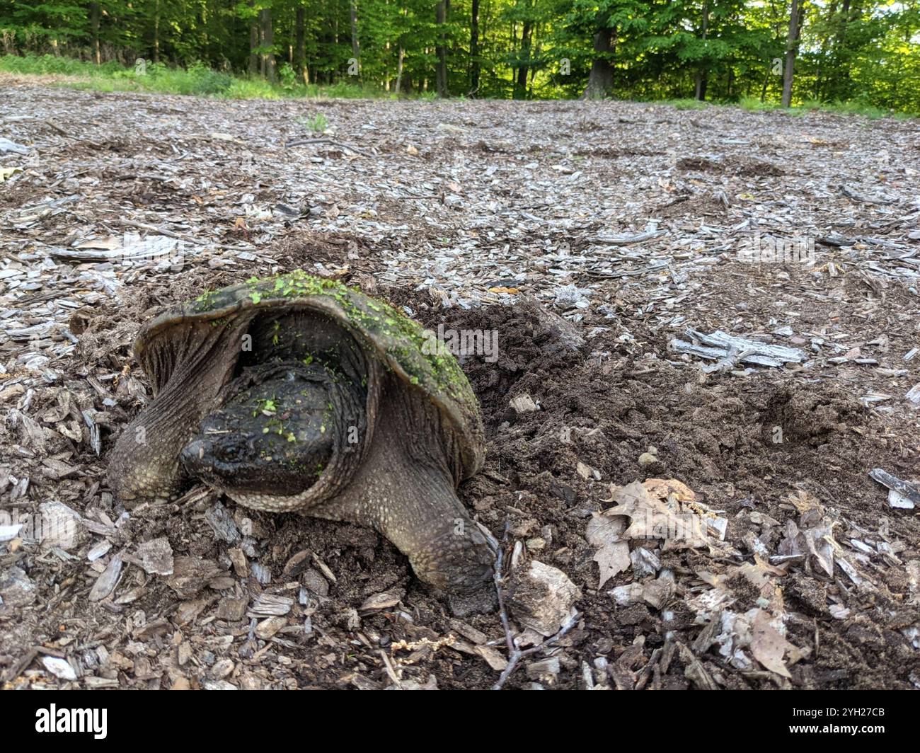 Common Snapping Turtle (Chelydra serpentina Stock Photo - Alamy