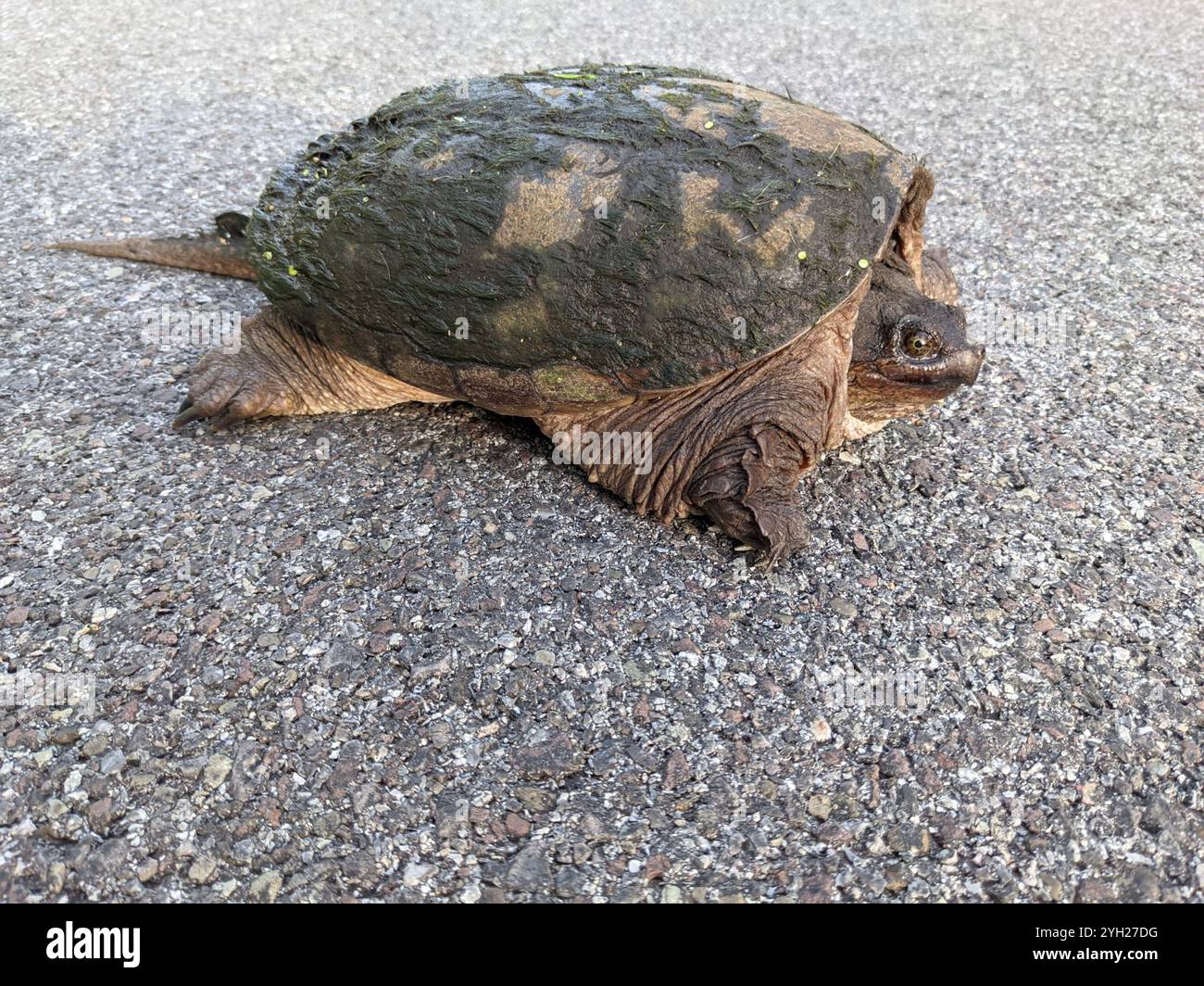 Common Snapping Turtle (Chelydra serpentina Stock Photo - Alamy