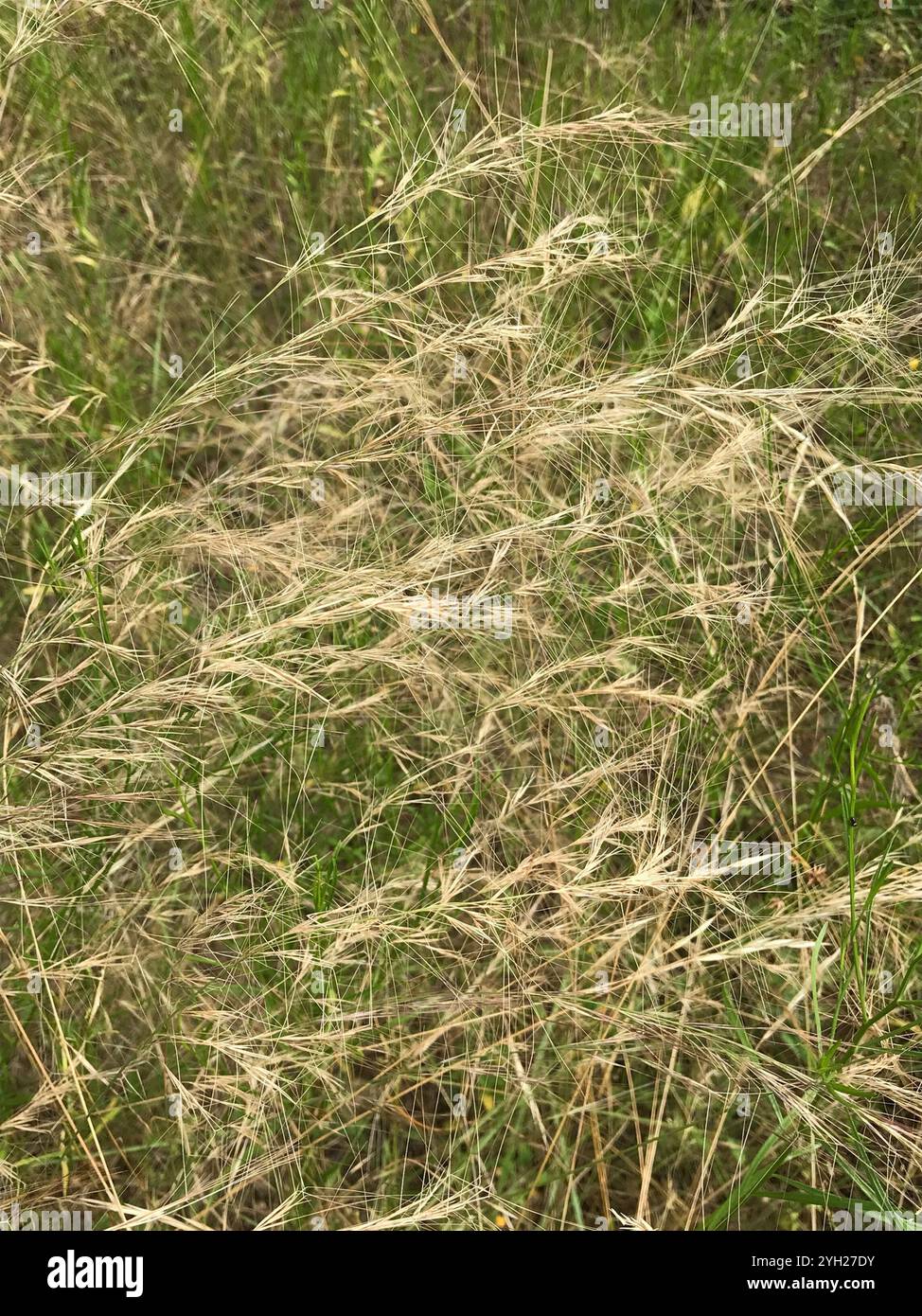 Purple Threeawn (Aristida purpurea Stock Photo - Alamy