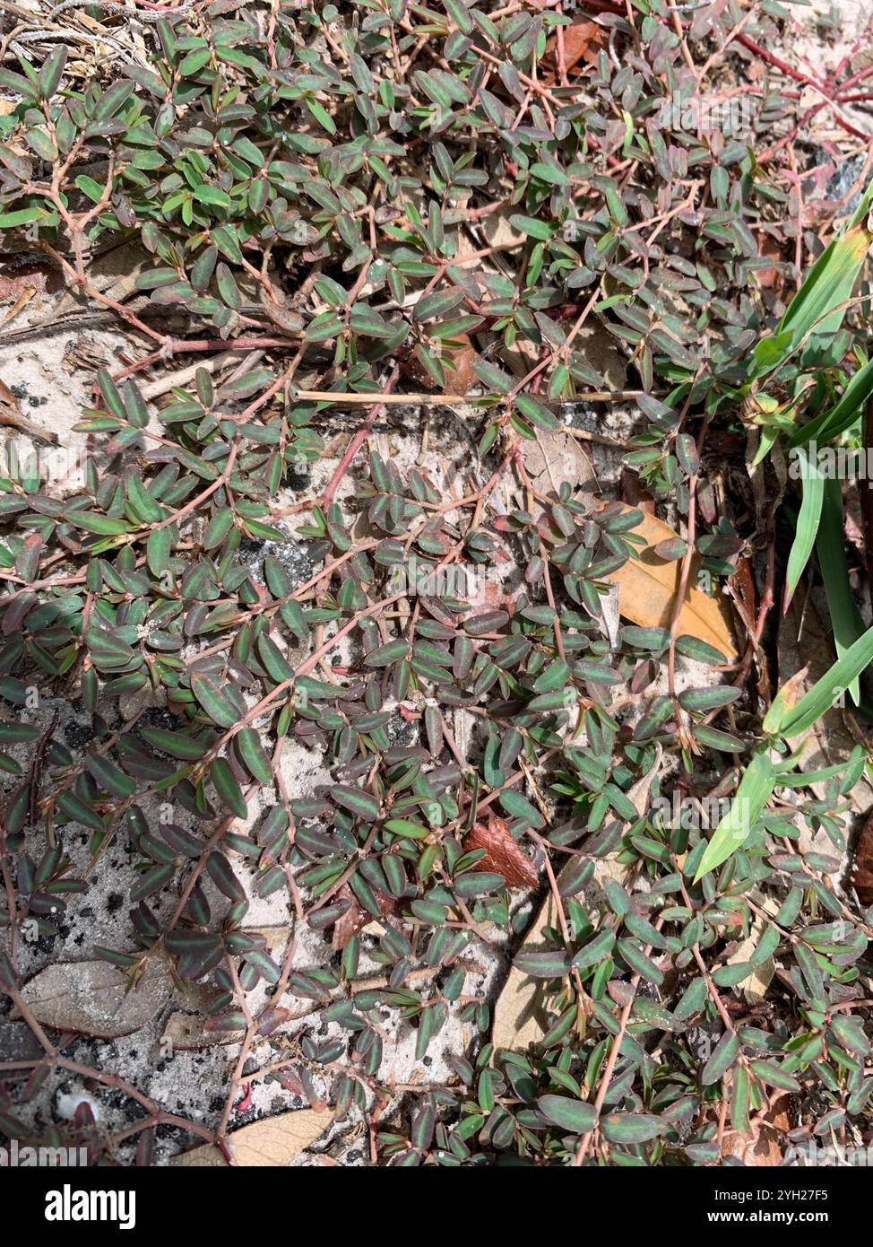 Coastal Dune Sandmat (Euphorbia cumulicola Stock Photo - Alamy