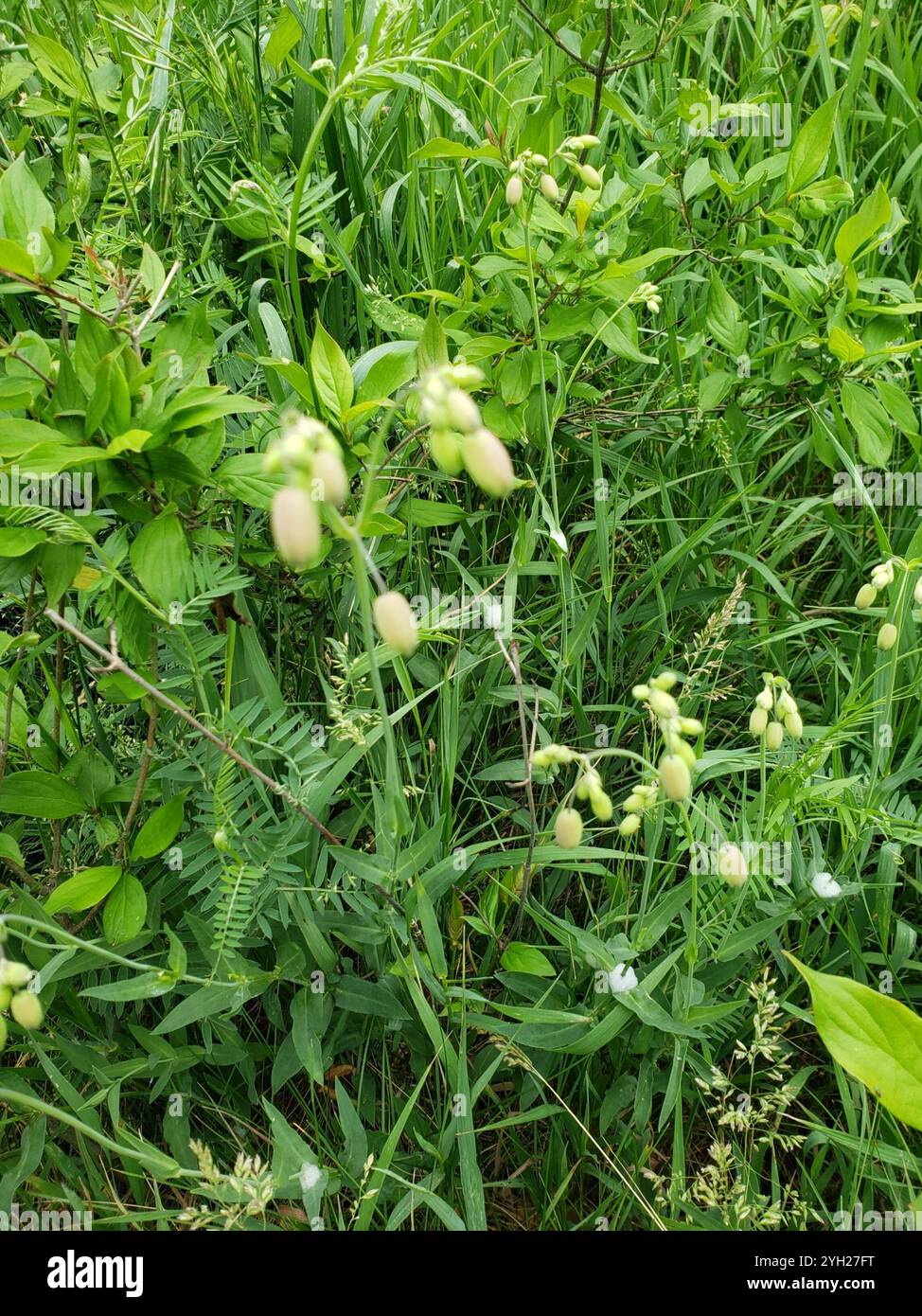 bladder campion (Silene vulgaris Stock Photo - Alamy