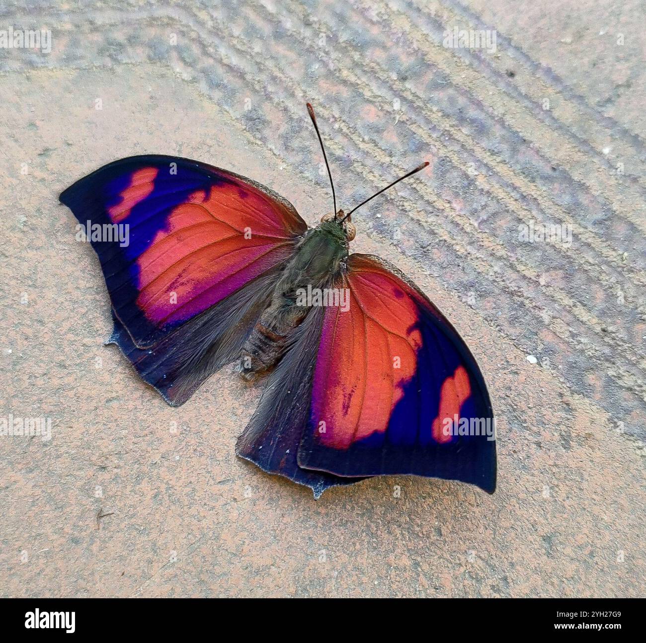 Flamingo Leafwing (Fountainea ryphea Stock Photo - Alamy