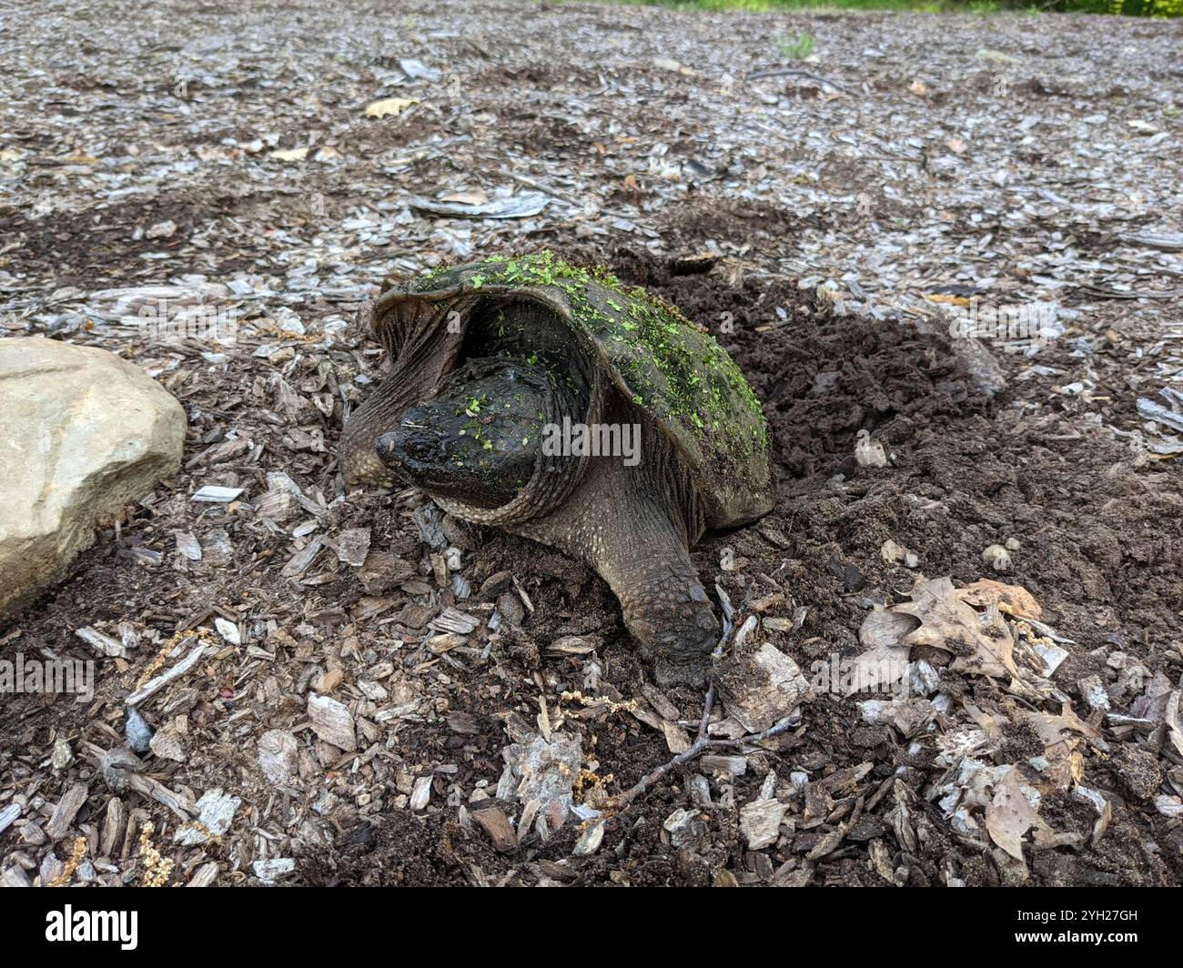 Common Snapping Turtle (Chelydra serpentina Stock Photo - Alamy