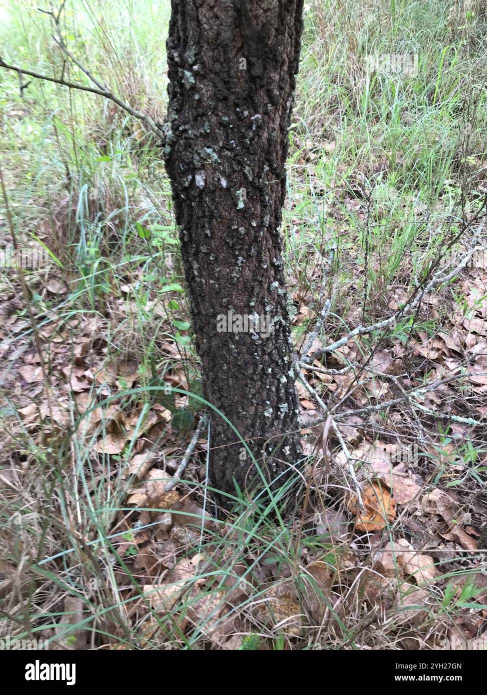 blackjack oak (Quercus marilandica Stock Photo - Alamy