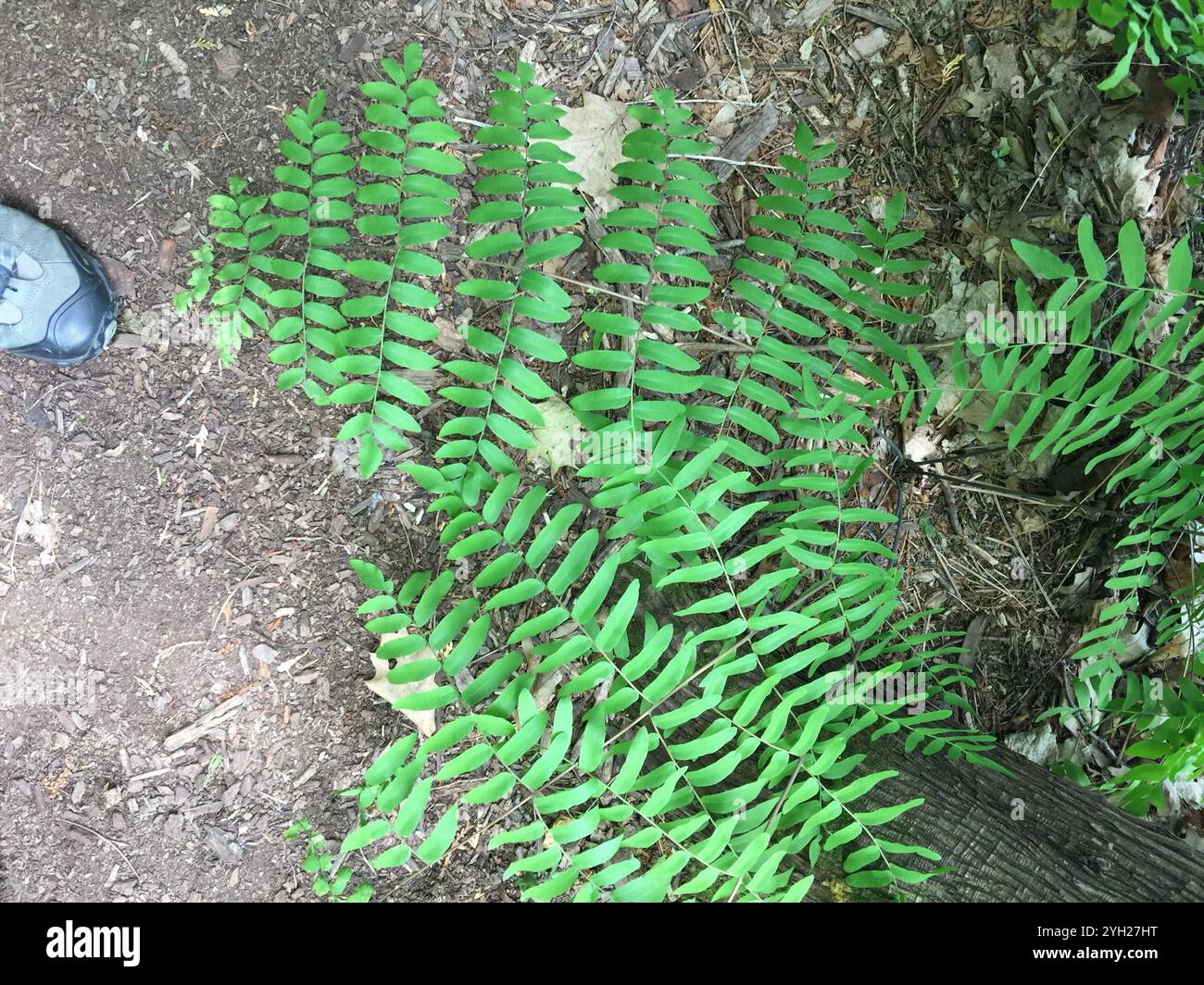 American royal fern hi-res stock photography and images - Alamy