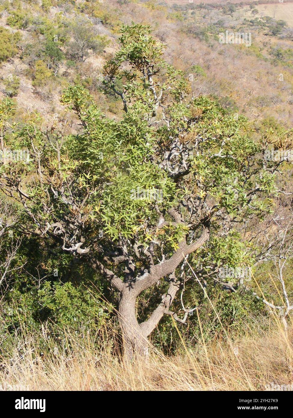 Five-Finger Tree (Cussonia natalensis Stock Photo - Alamy