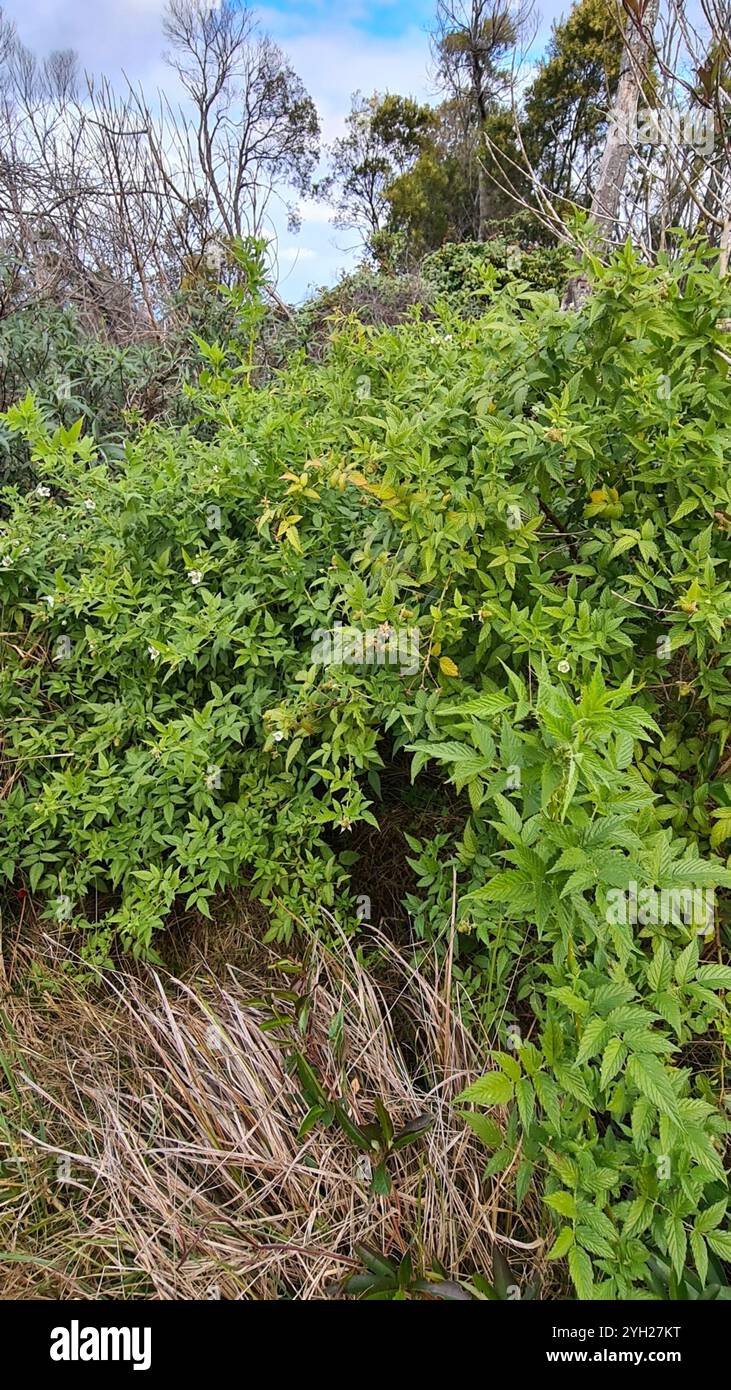 roseleaf bramble (Rubus rosifolius Stock Photo - Alamy