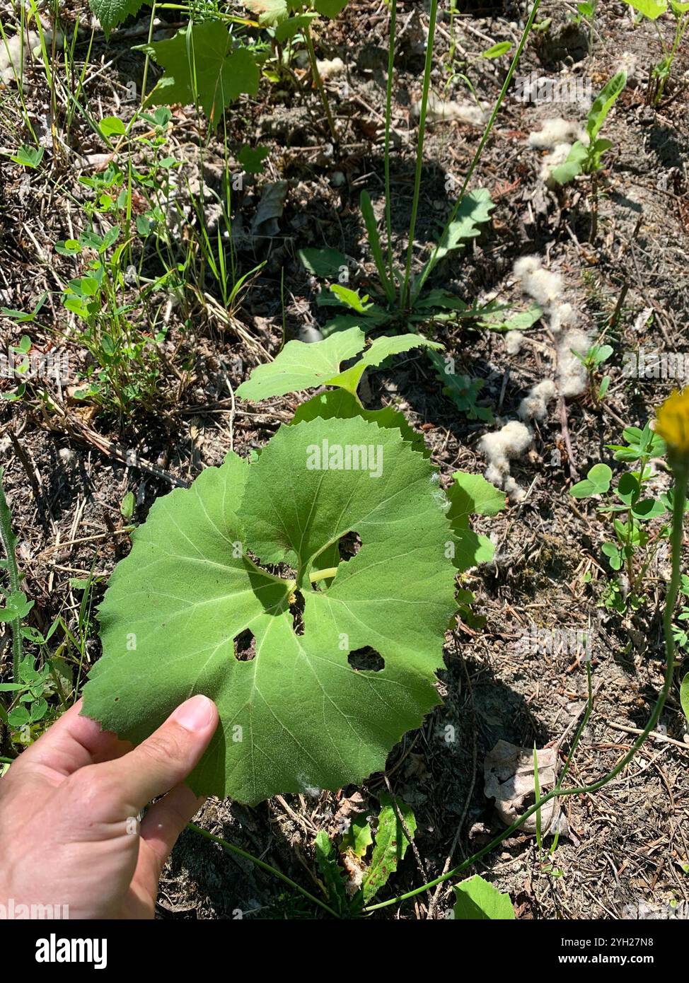 (Petasites japonicus japonicus Stock Photo - Alamy