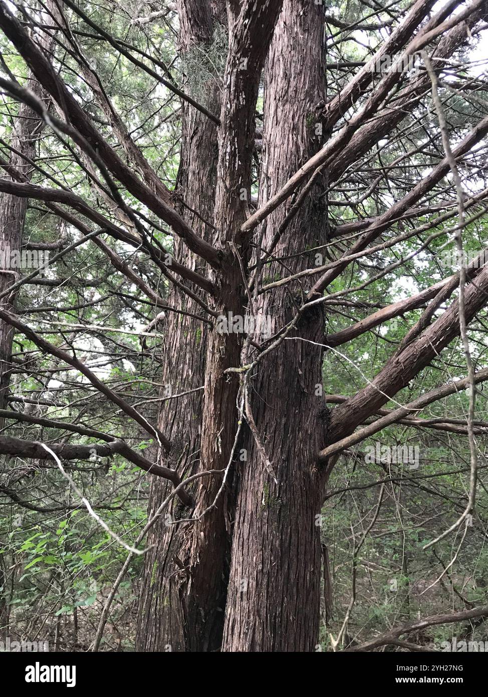eastern redcedar (Juniperus virginiana Stock Photo - Alamy