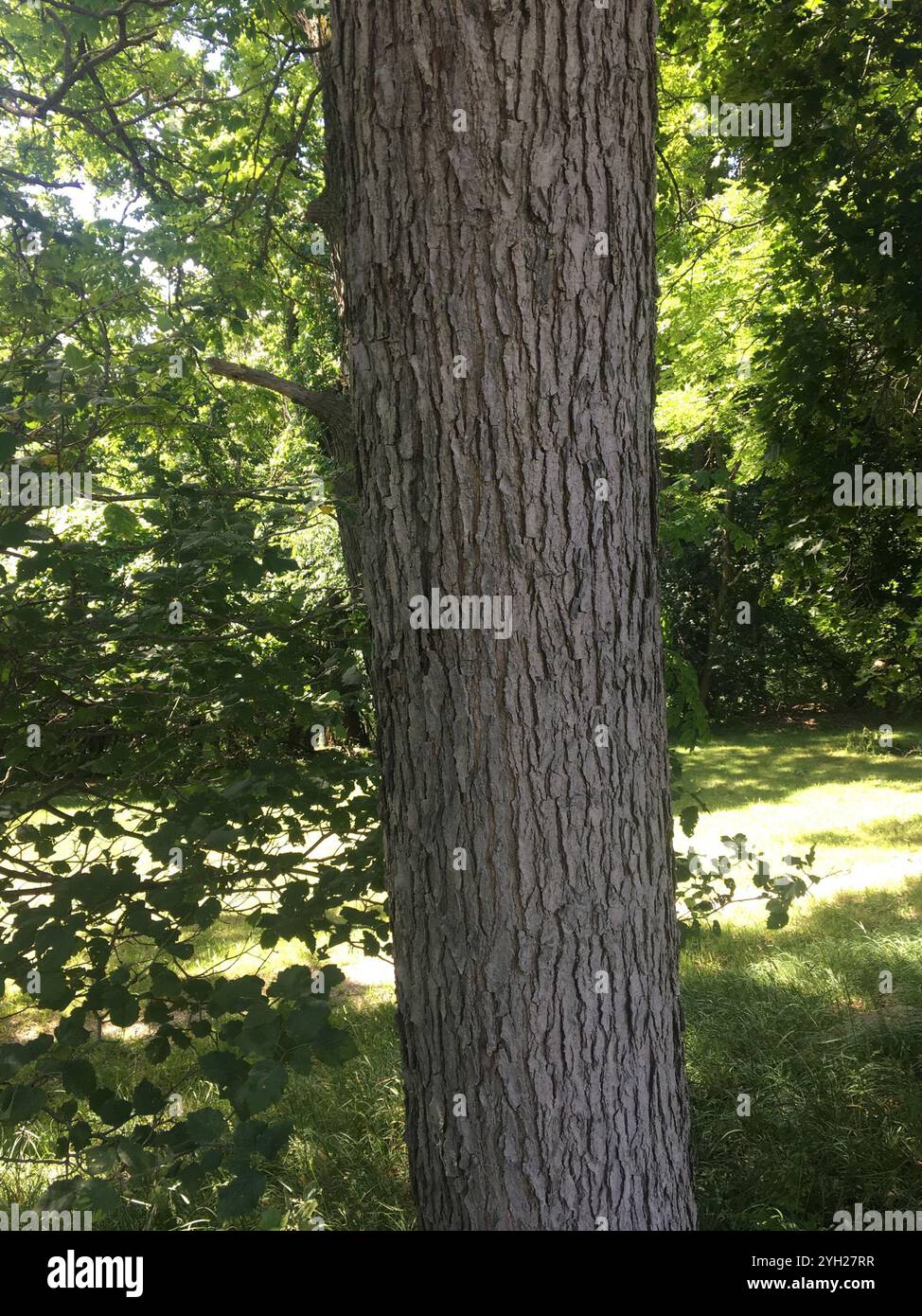Kentucky coffeetree (Gymnocladus dioicus Stock Photo - Alamy