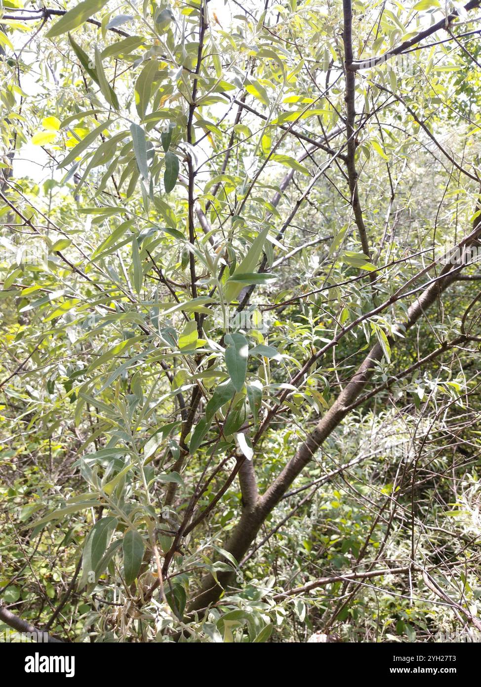 Russian olive (Elaeagnus angustifolia Stock Photo - Alamy