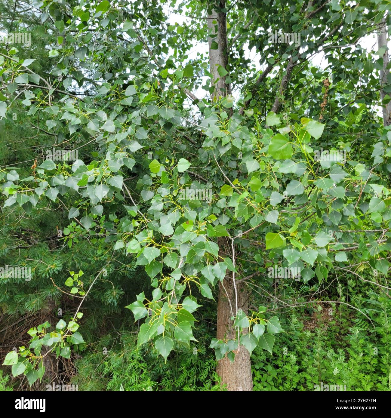 Eastern Cottonwood (Populus deltoides Stock Photo - Alamy