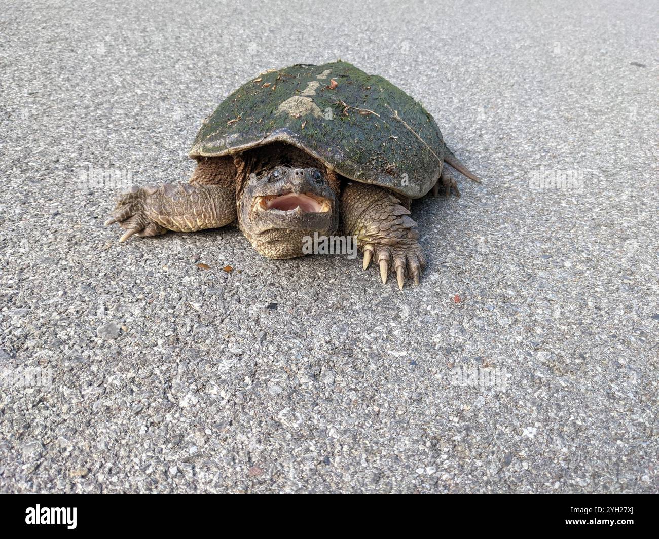 Common Snapping Turtle (Chelydra serpentina Stock Photo - Alamy