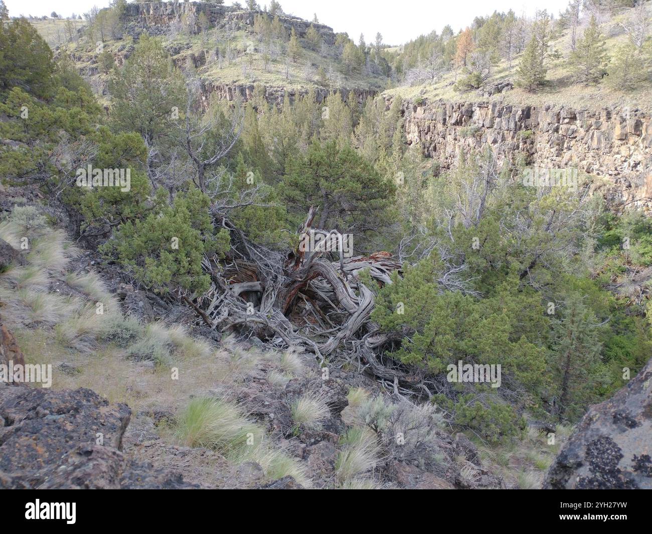 western juniper (Juniperus occidentalis Stock Photo - Alamy