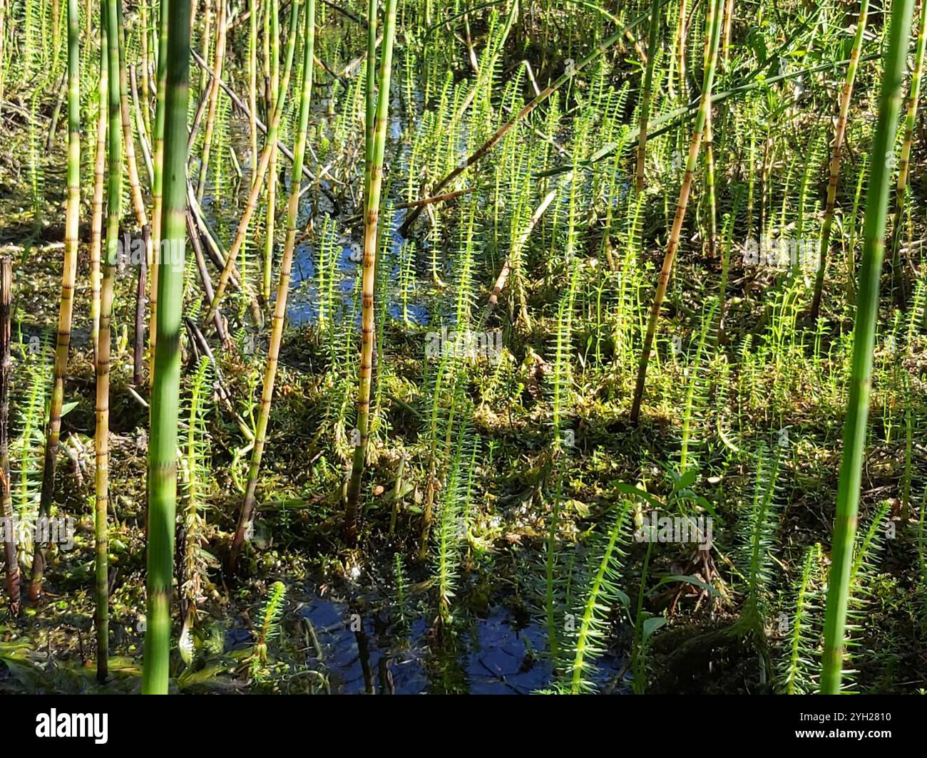 Common Mare's Tail (Hippuris vulgaris Stock Photo - Alamy