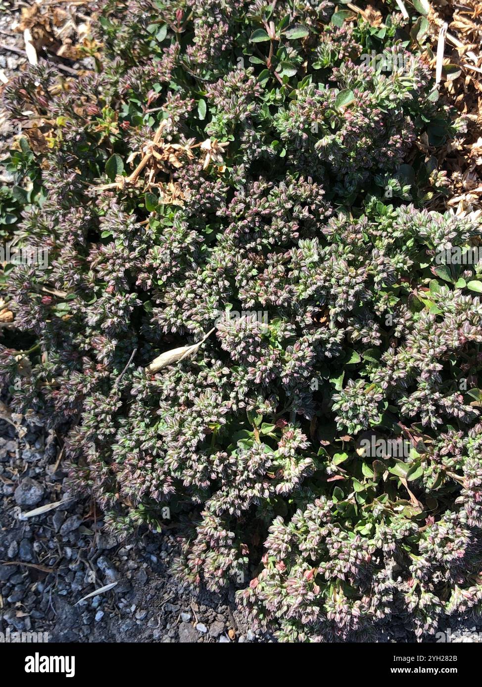 fourleaf manyseed (Polycarpon tetraphyllum Stock Photo - Alamy
