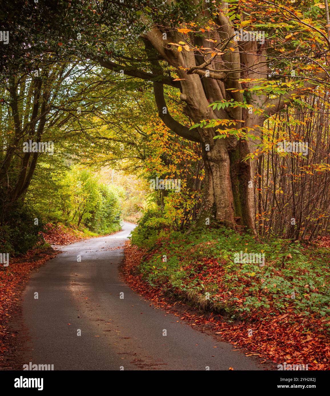 Giant autumn Beech tree on a country lane in the high weald east Sussex ...