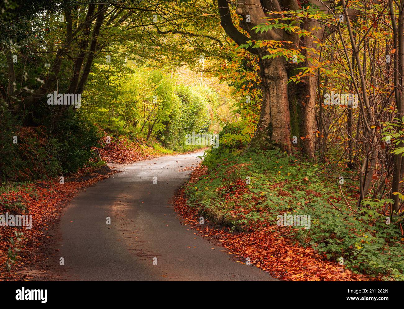 Giant autumn Beech tree on a country lane in the high weald east Sussex ...