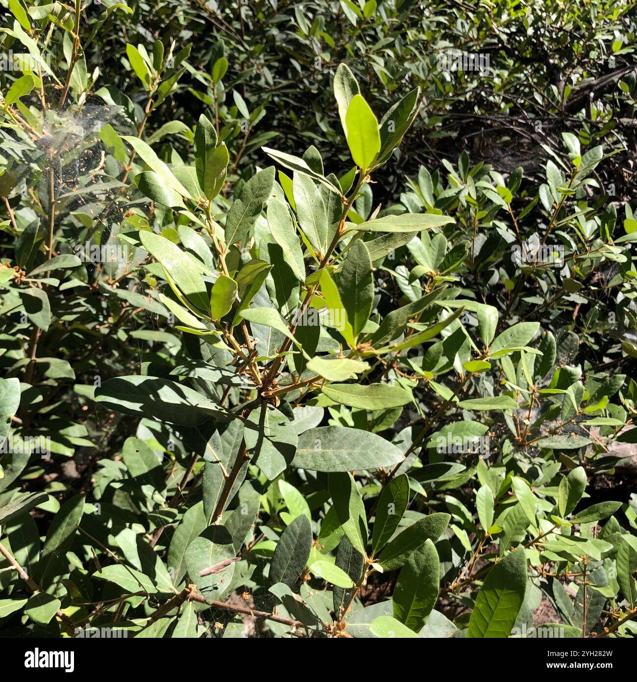bush chinquapin (Chrysolepis sempervirens Stock Photo - Alamy