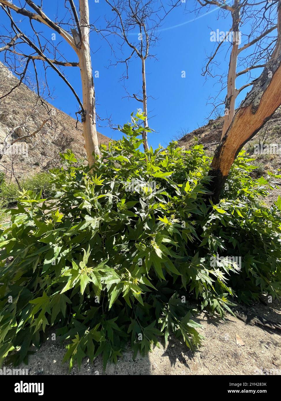 western sycamore (Platanus racemosa Stock Photo - Alamy