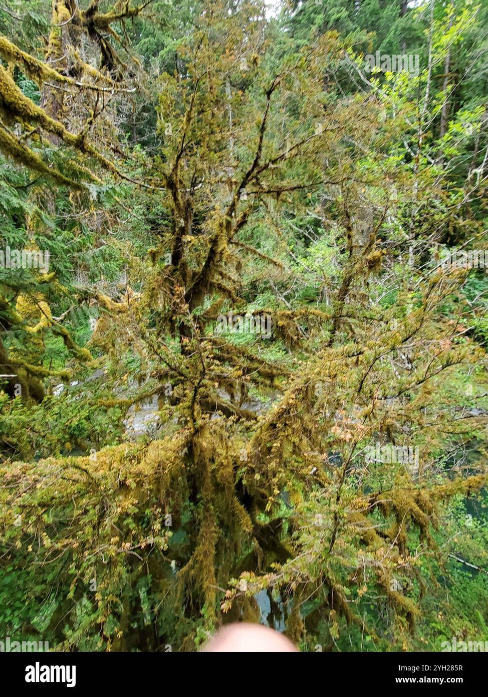 Pacific yew (Taxus brevifolia Stock Photo - Alamy