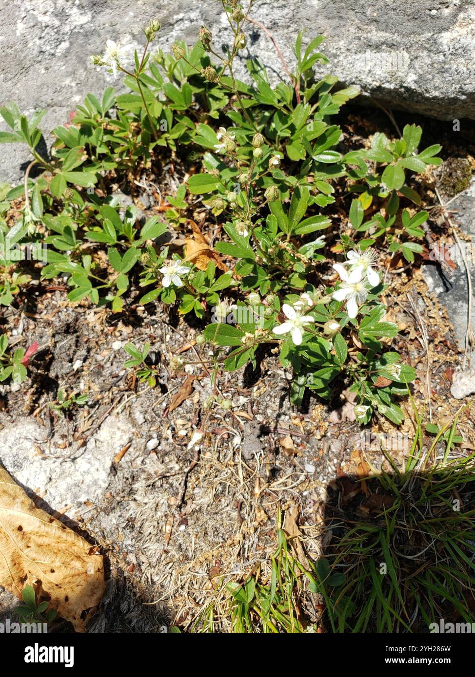 three-toothed cinquefoil (Sibbaldiopsis tridentata Stock Photo - Alamy