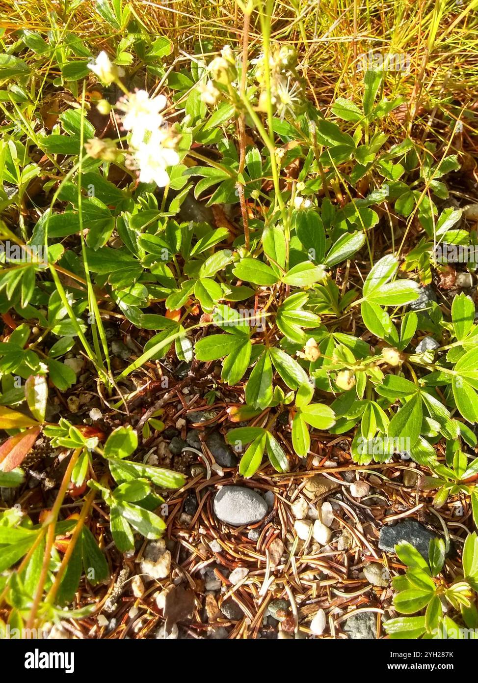 three-toothed cinquefoil (Sibbaldiopsis tridentata Stock Photo - Alamy