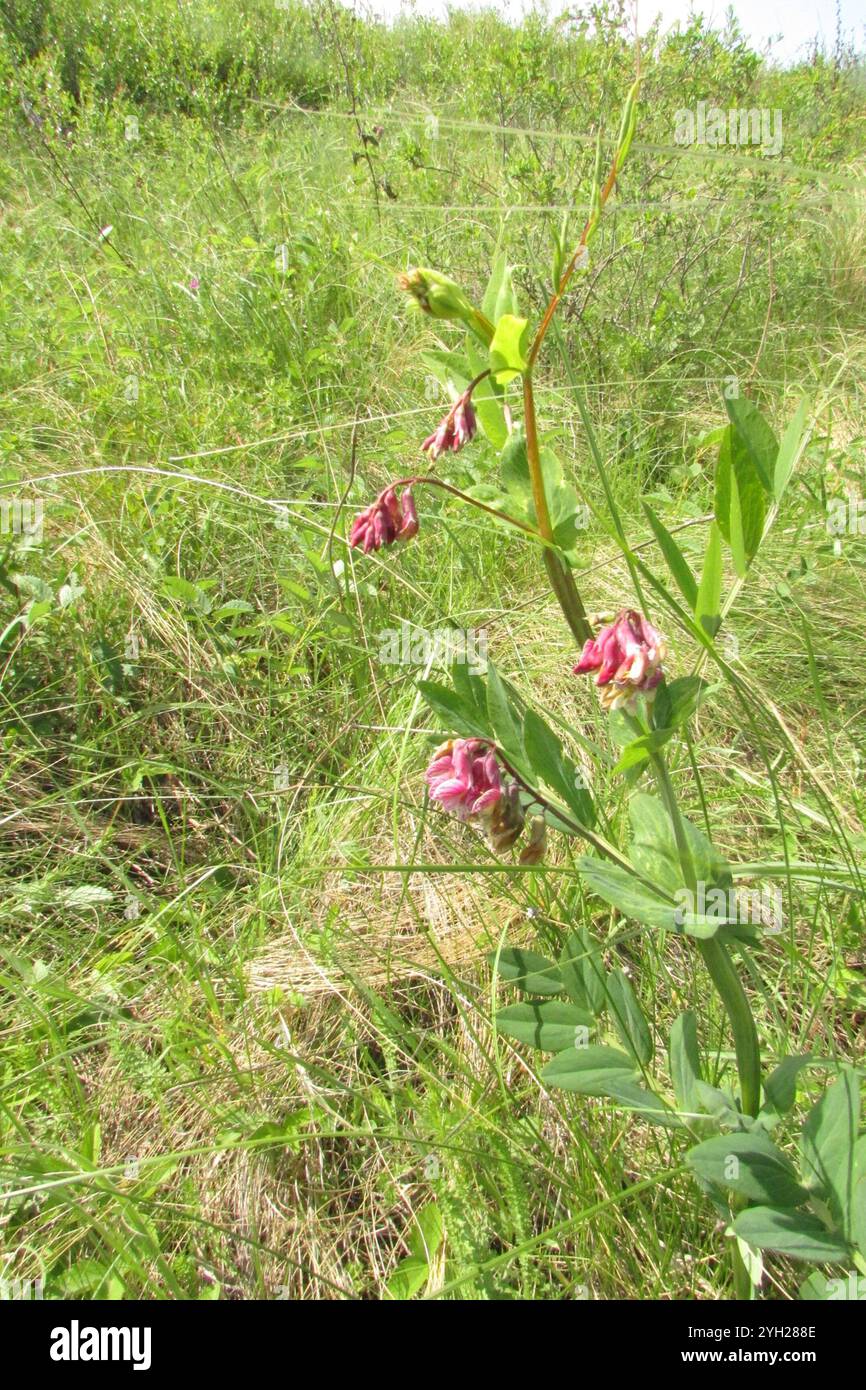 Pisiform grass-pea (Lathyrus pisiformis Stock Photo - Alamy
