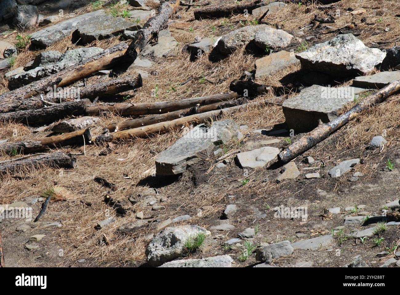 Least Chipmunk (Neotamias minimus Stock Photo - Alamy