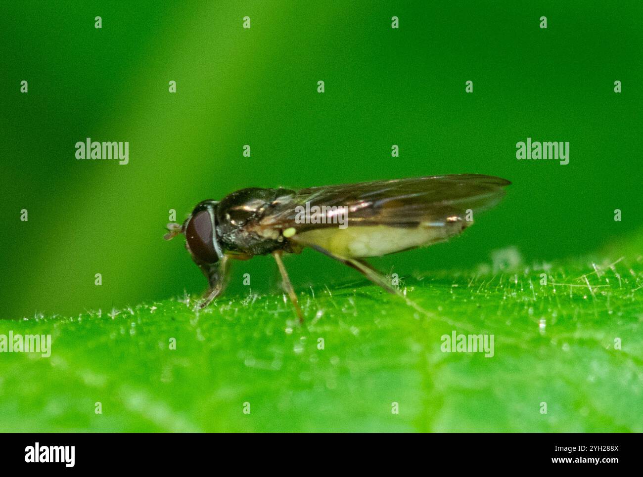 Typical Hover Flies (Syrphinae Stock Photo - Alamy
