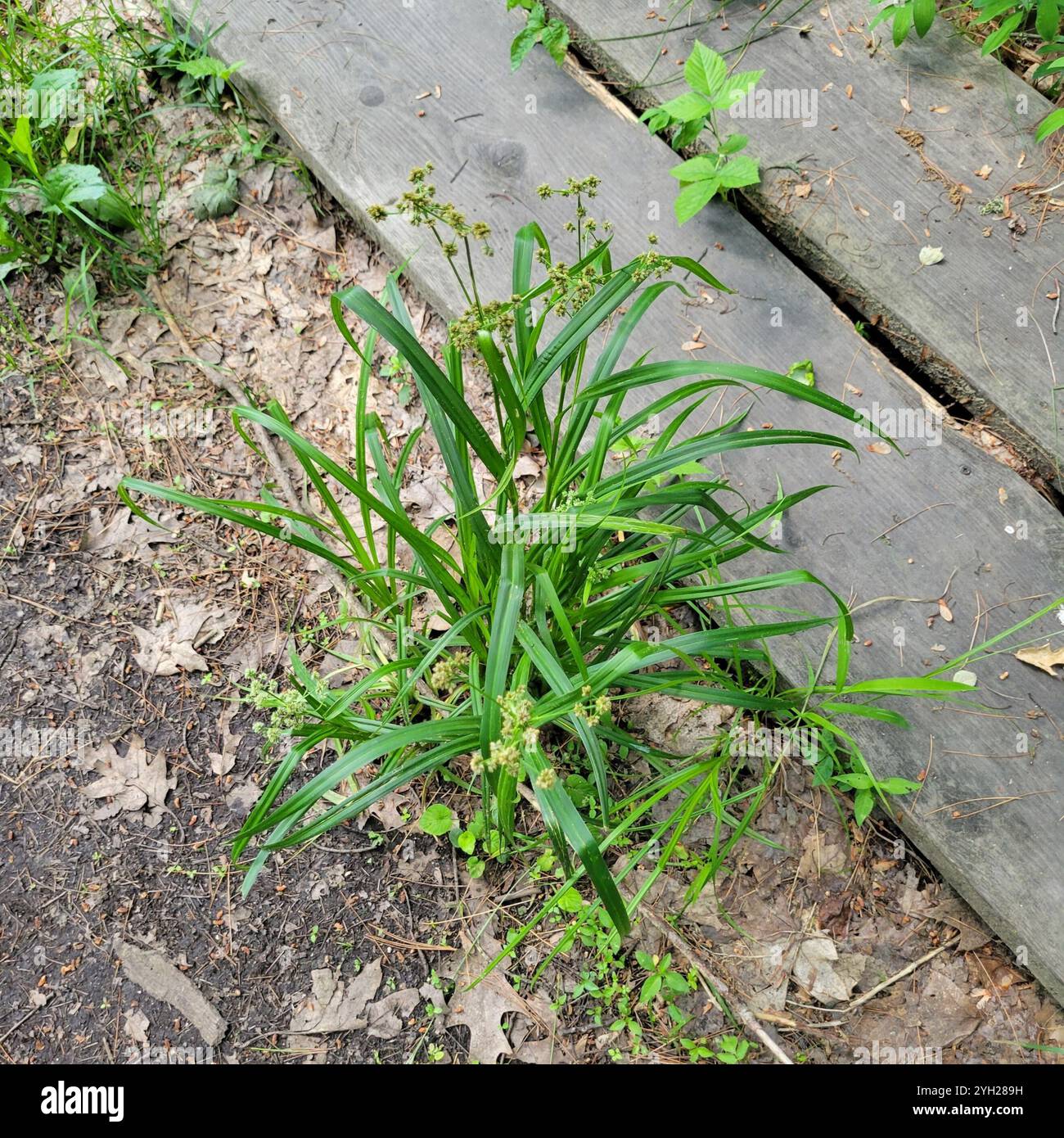 dark green bulrush (Scirpus atrovirens Stock Photo - Alamy