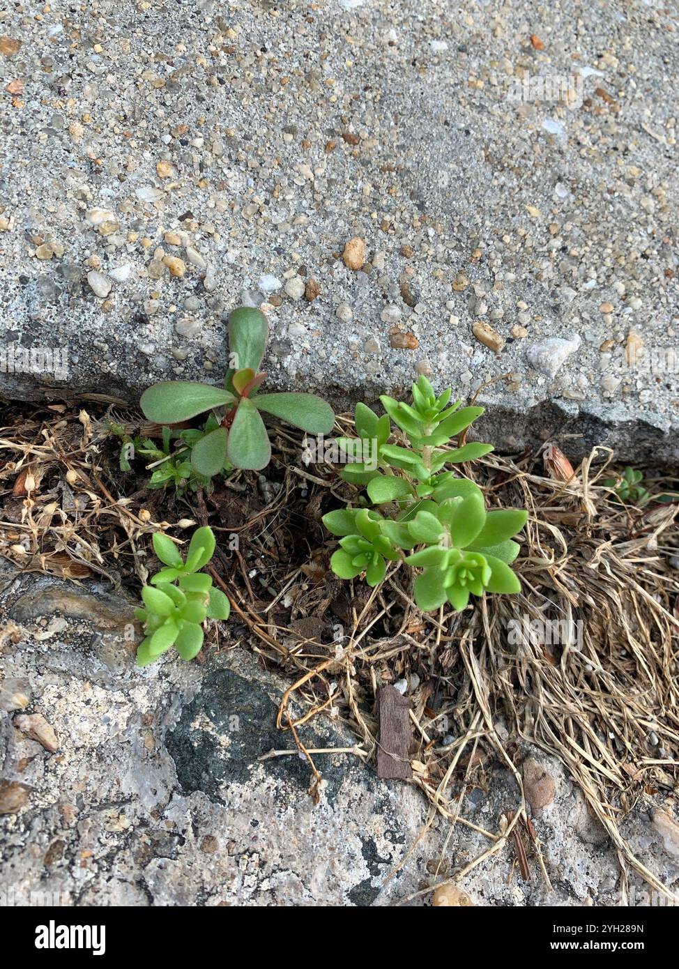 Stringy Stonecrop (Sedum sarmentosum Stock Photo - Alamy