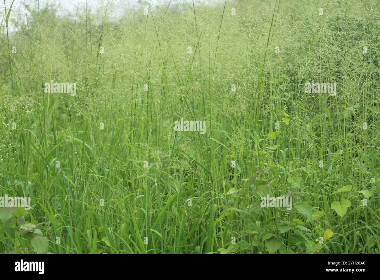 guinea grass (Megathyrsus maximus Stock Photo - Alamy