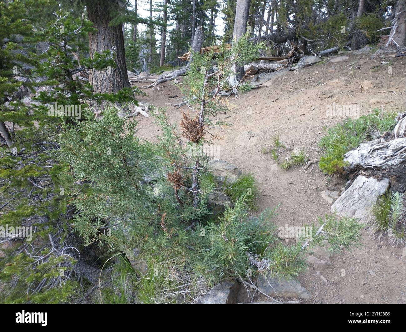 western juniper (Juniperus occidentalis Stock Photo - Alamy
