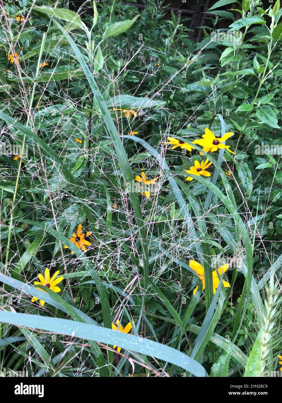eastern gamagrass (Tripsacum dactyloides Stock Photo - Alamy