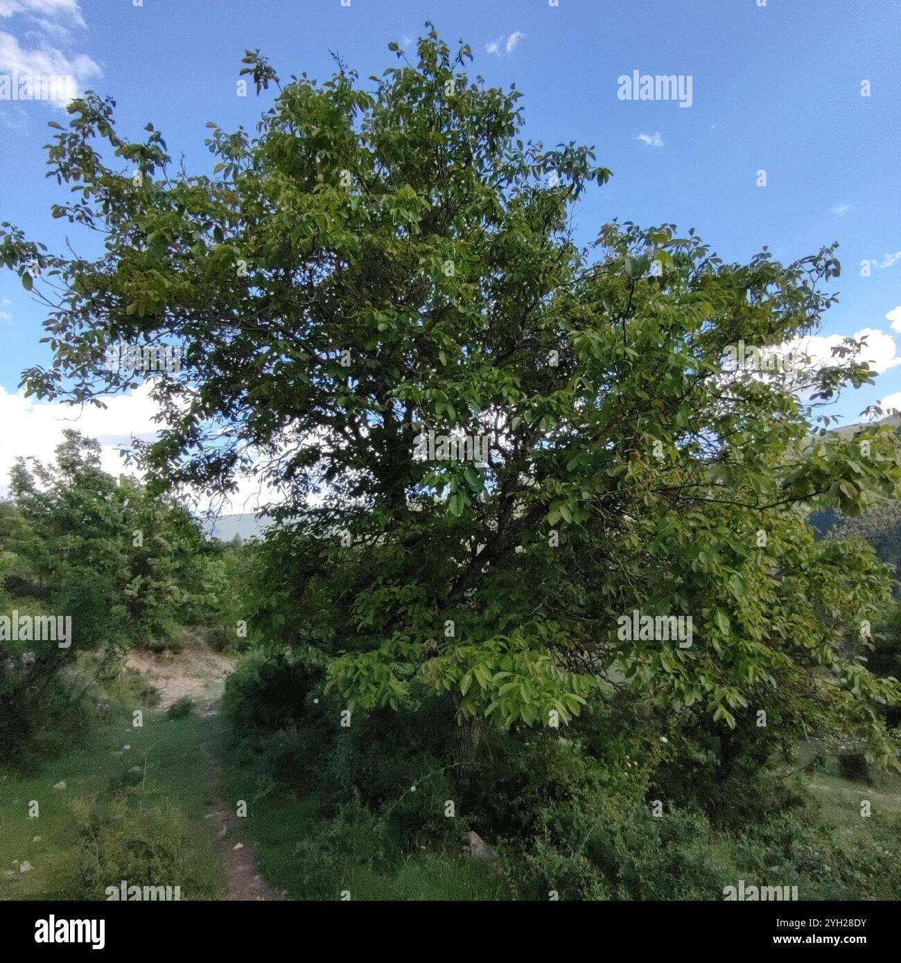 Persian walnut (Juglans regia Stock Photo - Alamy
