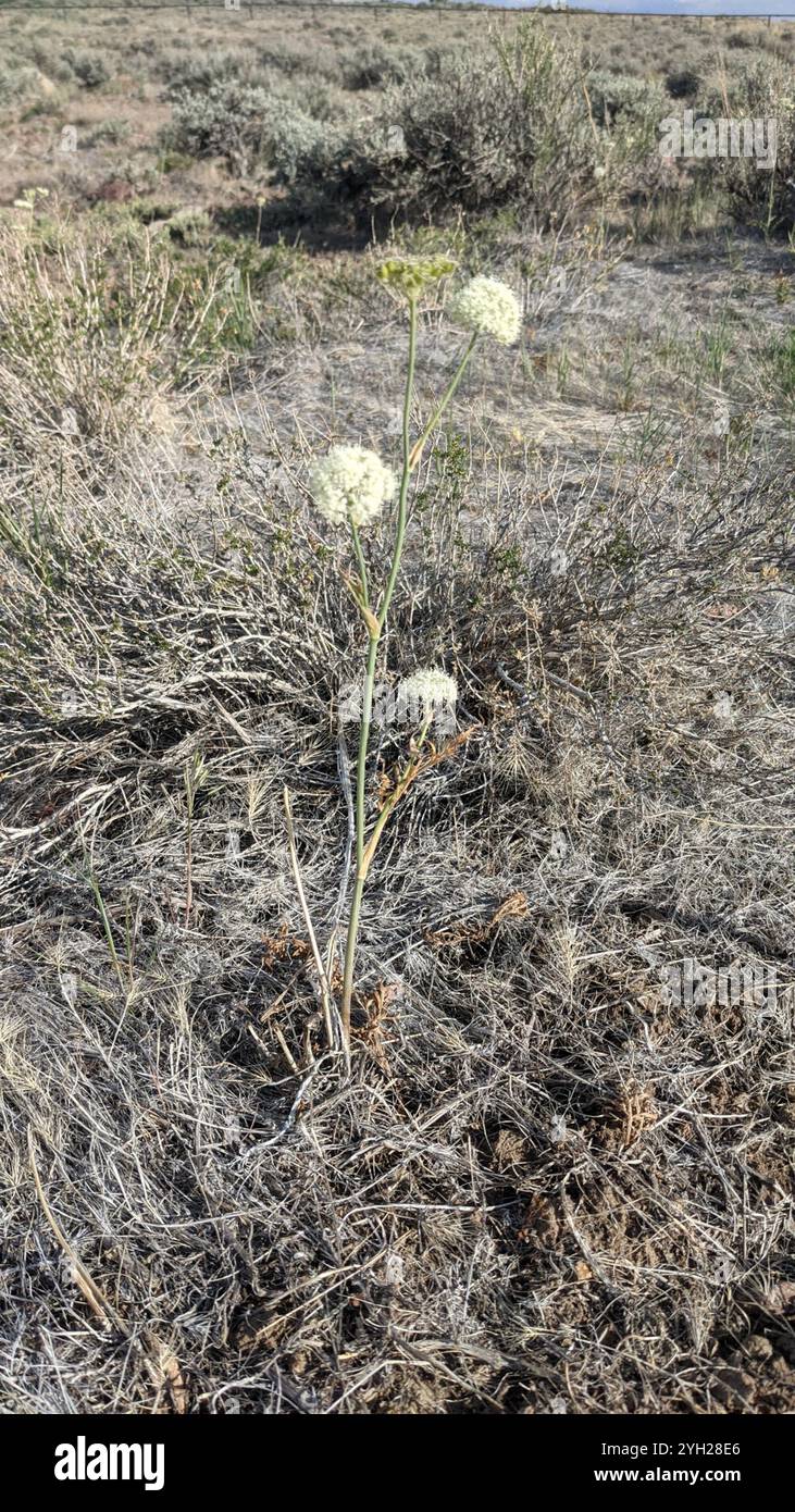 Bolander's yampah (Perideridia bolanderi Stock Photo - Alamy