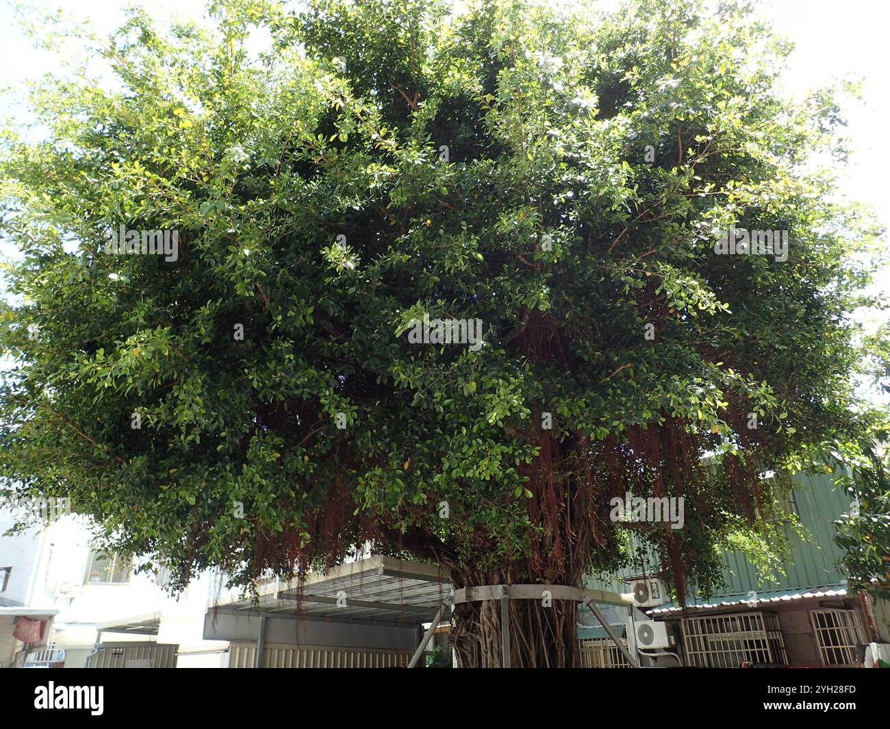 Chinese banyan (Ficus microcarpa Stock Photo - Alamy