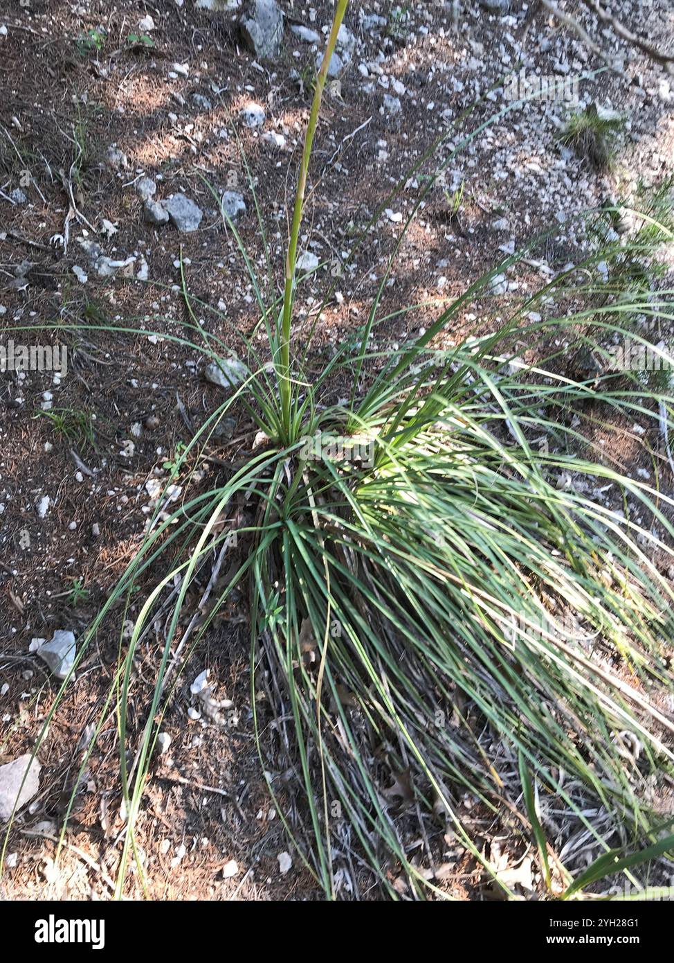 Devil's Shoestring (Nolina lindheimeriana Stock Photo - Alamy