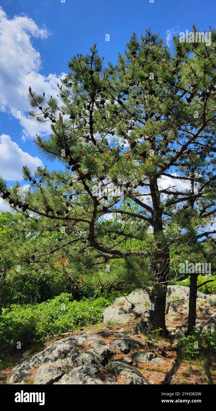pitch pine (Pinus rigida Stock Photo - Alamy