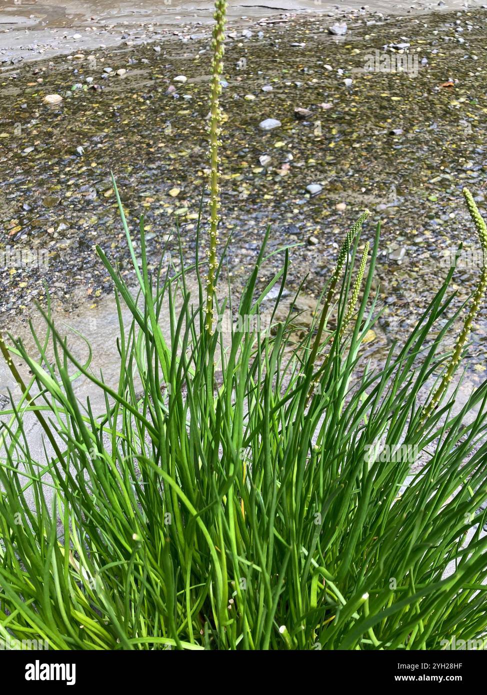 common arrowgrass (Triglochin maritima Stock Photo - Alamy
