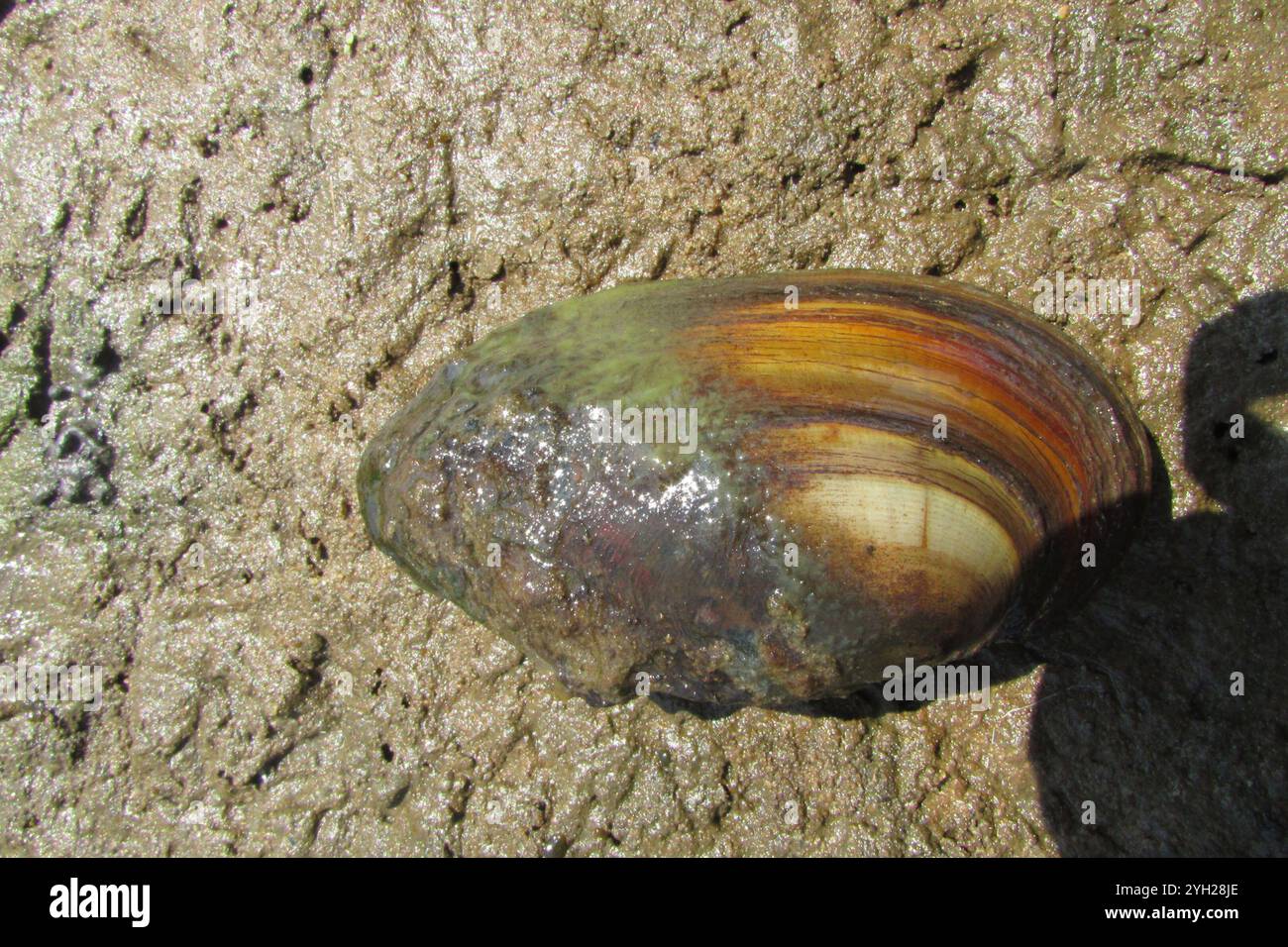 Anodonta anatina hi-res stock photography and images - Alamy