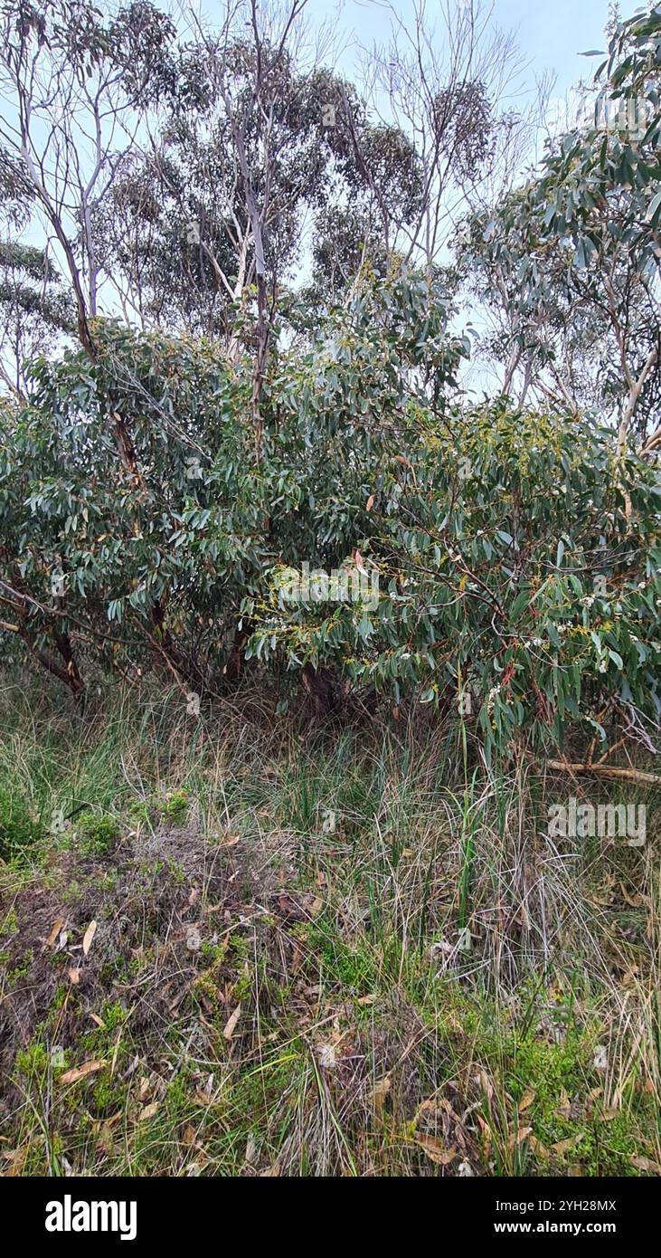Eucalyptus sieberi hi-res stock photography and images - Alamy